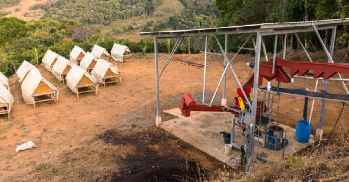 How Many Beans Does A Coffee Plant Produce || Tally Of Beans